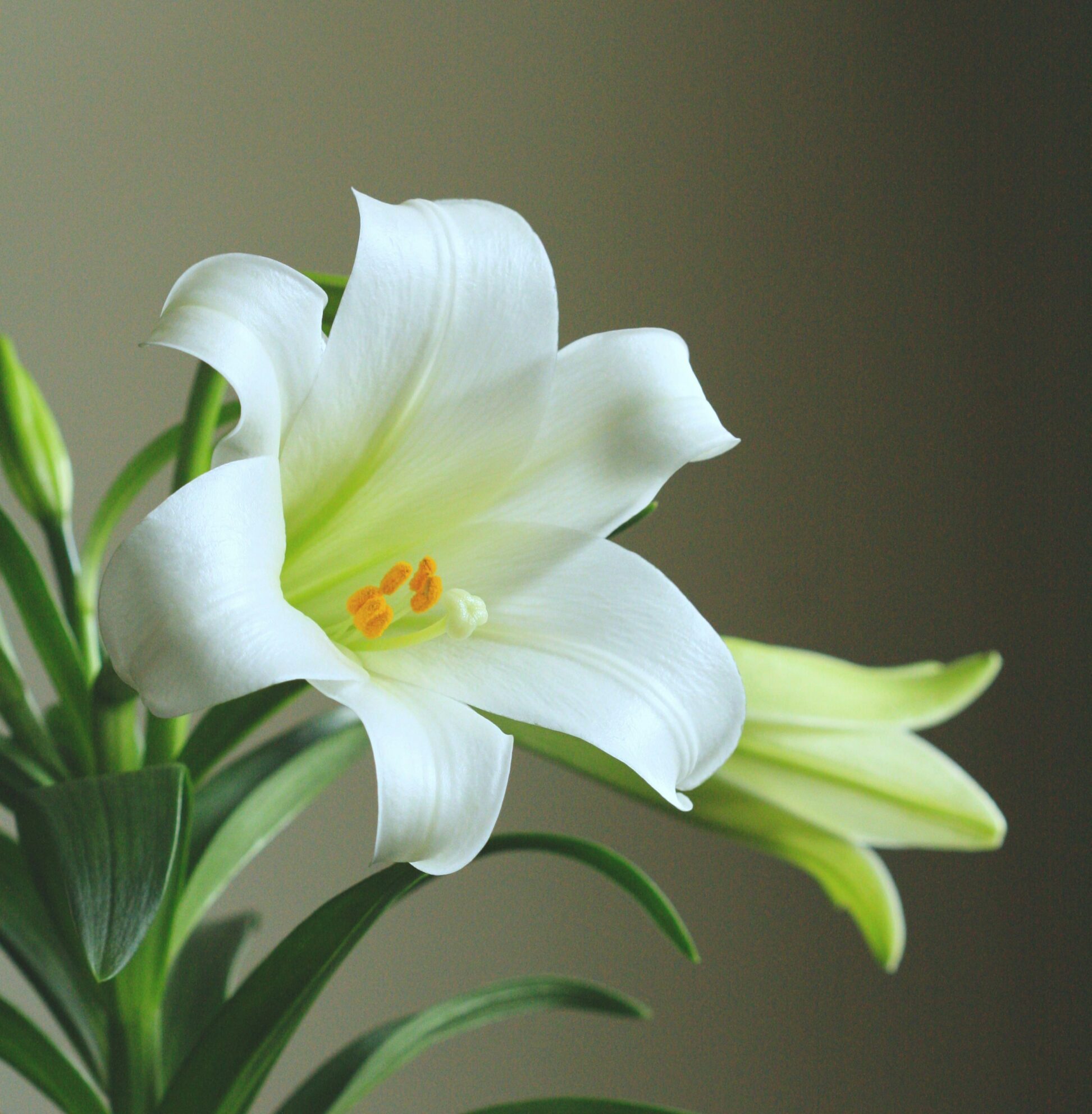 Easter Lily Donations – St. Paul's Episcopal Church